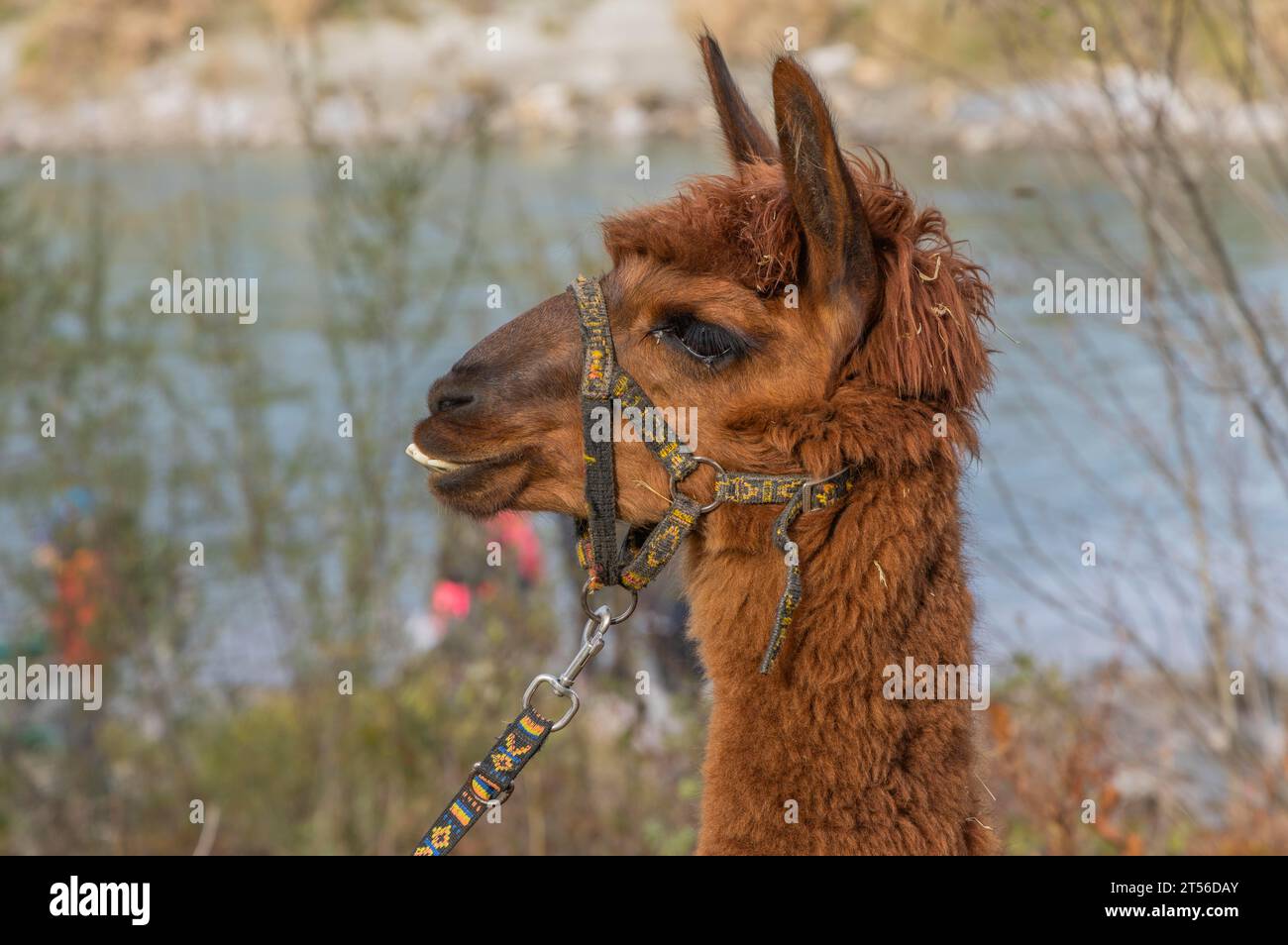 Alpacas (Vicugna pacos) Pako in portrait eating Stock Photo - Alamy