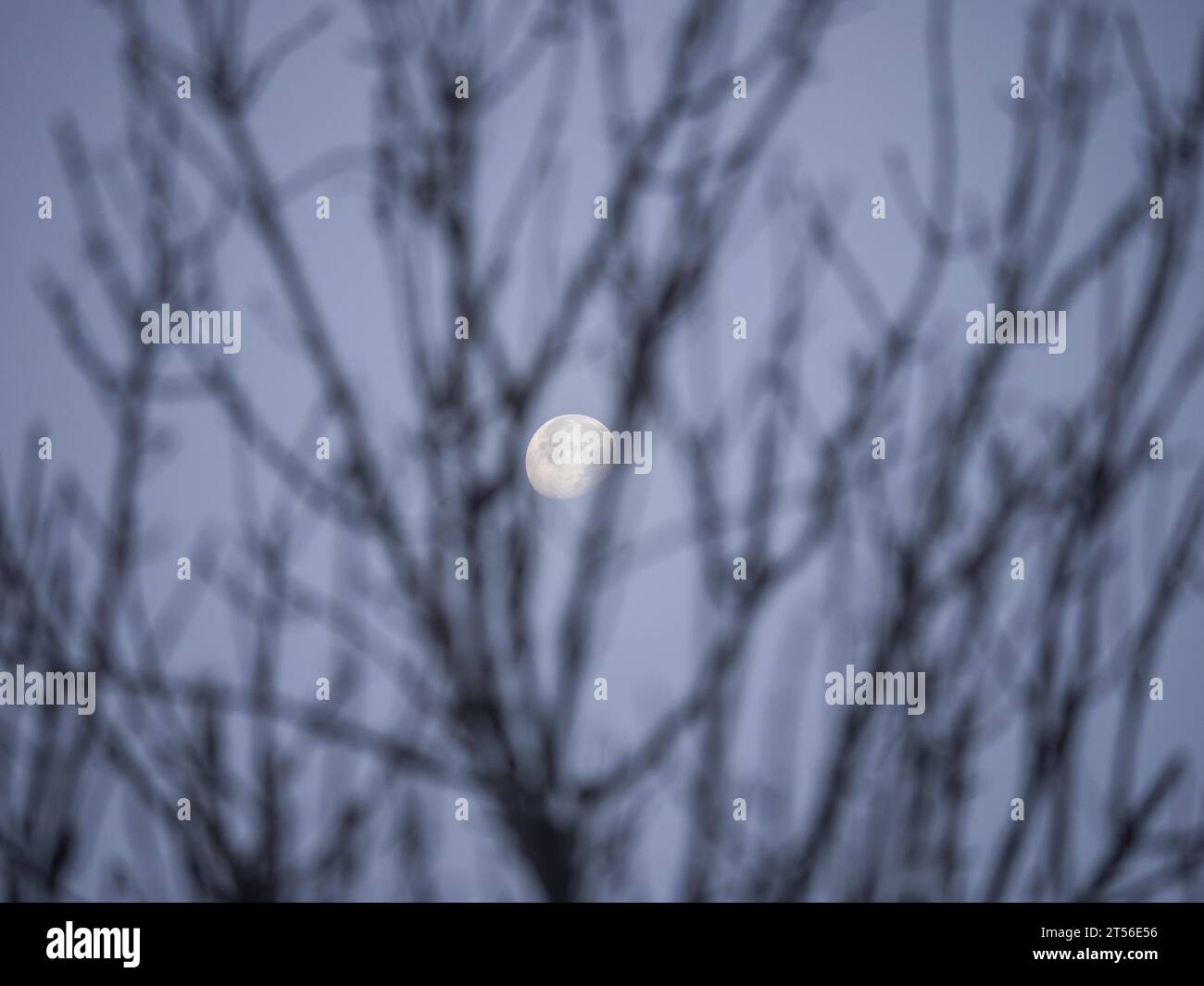 Moon behind branches, Bad Radkersburg, Thermenland, Styria, Austria ...
