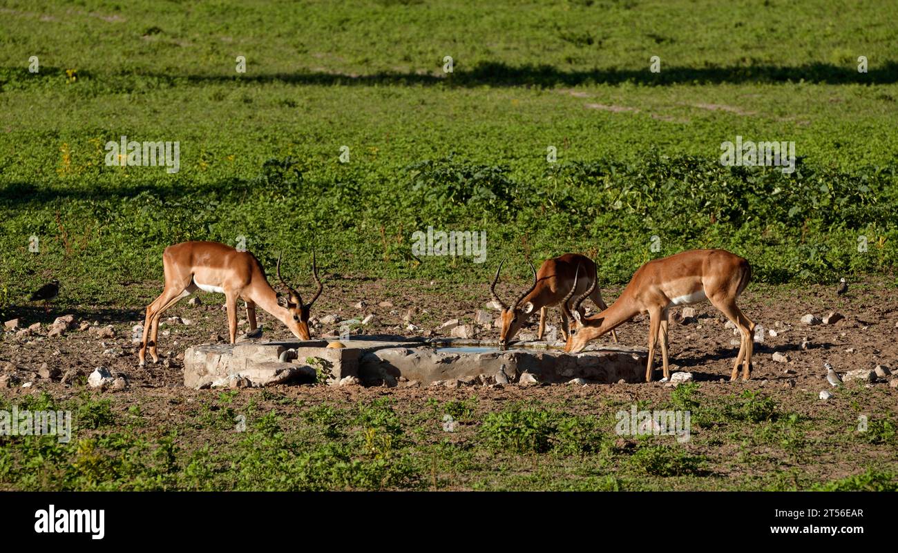 Water trough africa hi-res stock photography and images - Alamy