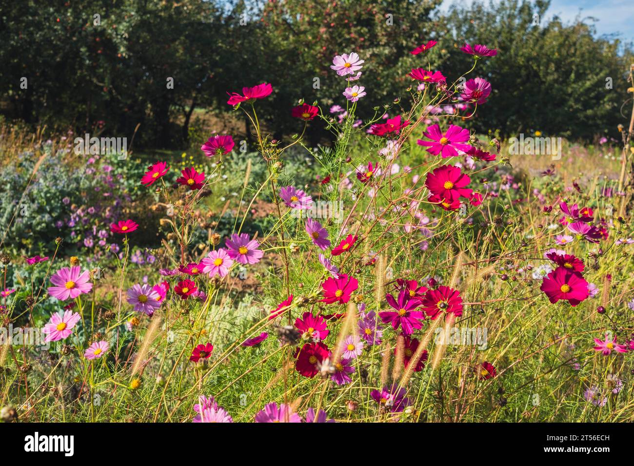 Flowering Comeos (Cosmos bipinnatus) on a sunny October day Stock Photo ...