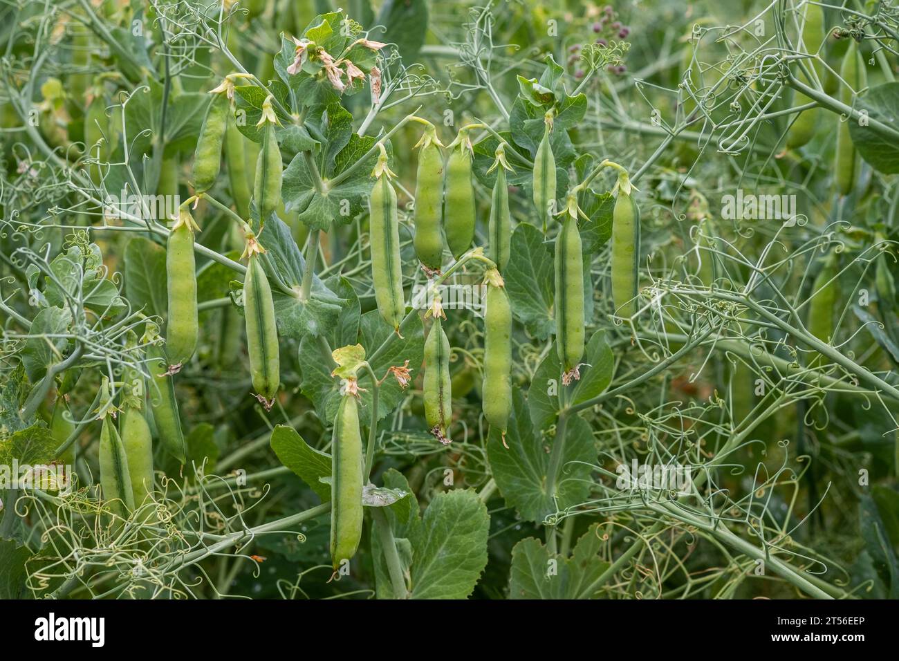 Pods of the field pea, Pisum sativum Stock Photo - Alamy
