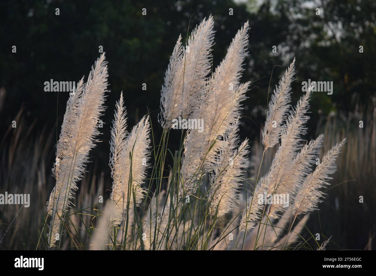 Saccharum spontaneum flower or Kashful Stock Photo - Alamy