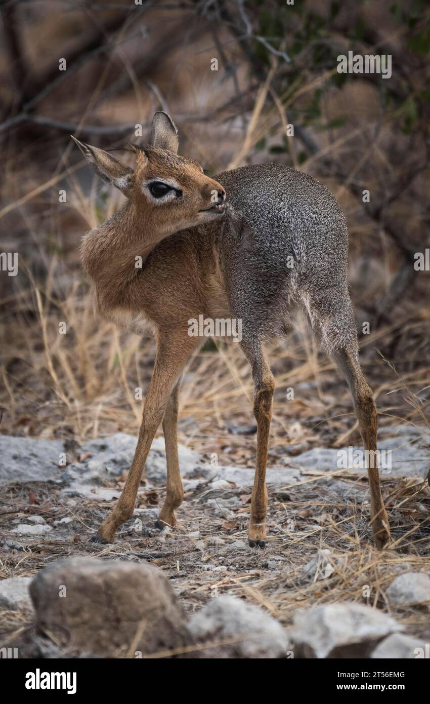 Kirk dikdik or kirk's dik-dik (Madoqua kirkii), female, Etosha National ... Kirk dikdik or kirk's dik-dik (Madoqua kirkii), female, Etosha National ...
