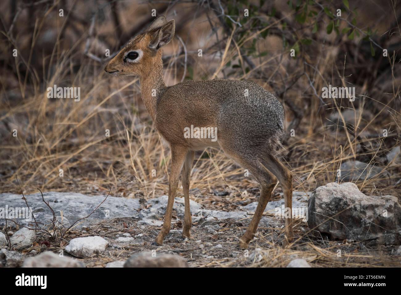 Kirk dikdik or kirk's dik-dik (Madoqua kirkii), female, Etosha National ... Kirk dikdik or kirk's dik-dik (Madoqua kirkii), female, Etosha National ...