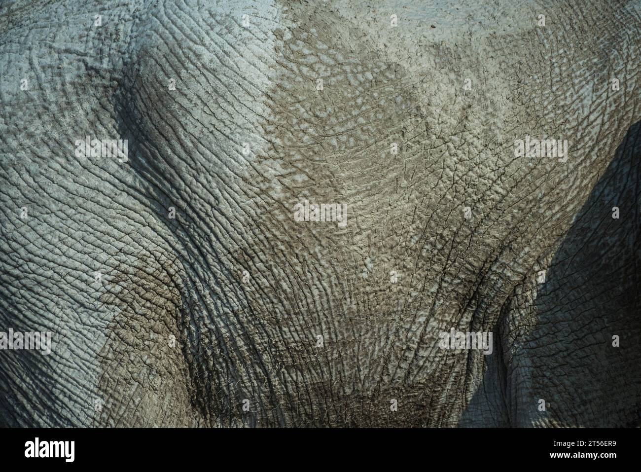 Skin of an African elephant (Loxodonta africana), Etosha National Park ...