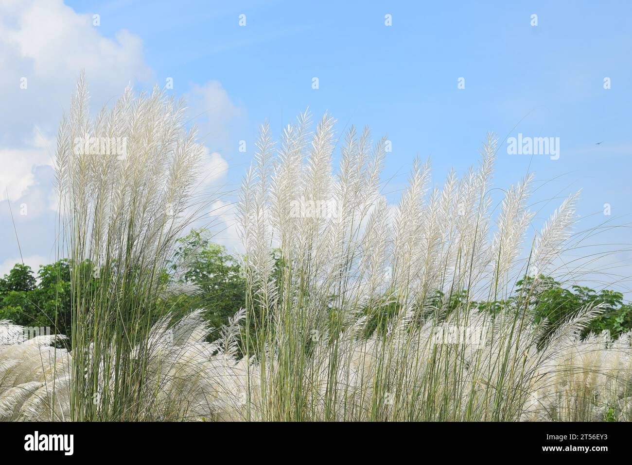 Saccharum spontaneum flower or Kashful Stock Photo - Alamy