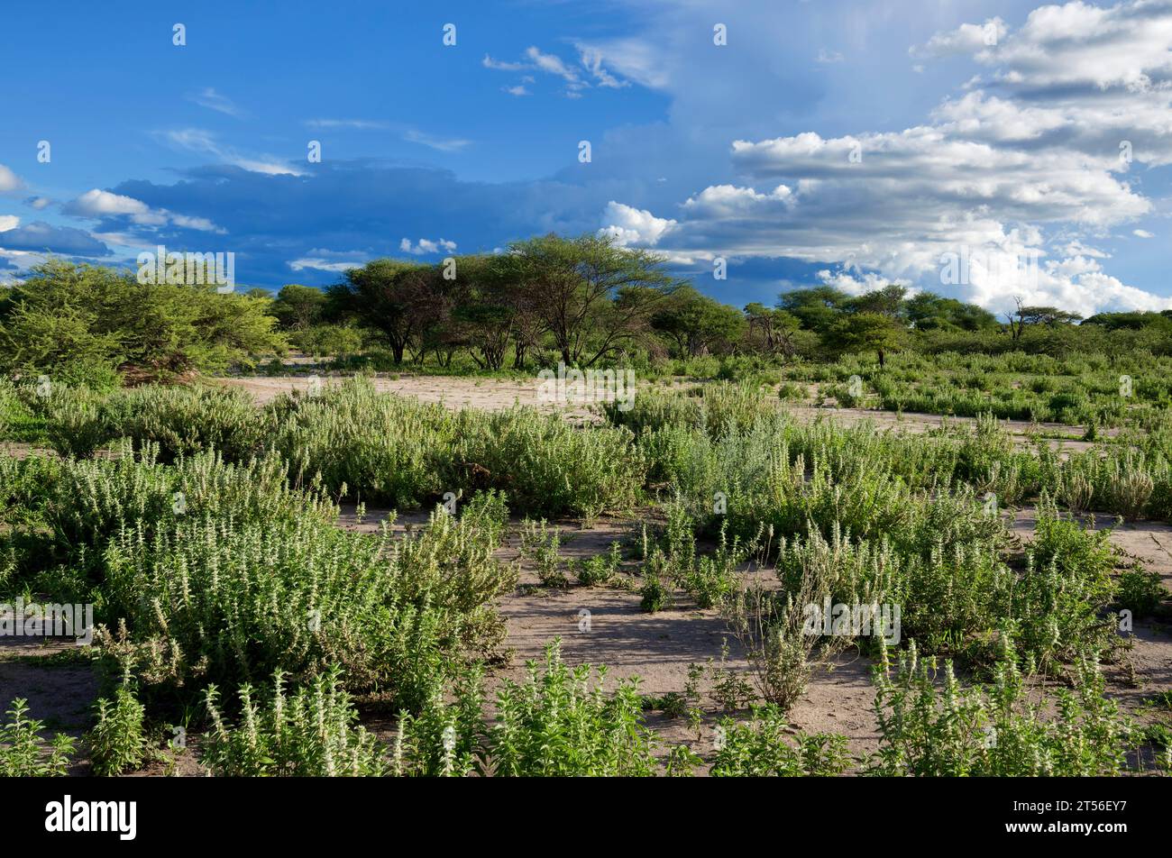 Tree and bush savanna in the northern Kalahari, Wildacker guest farm ...