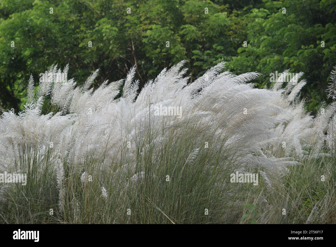 Saccharum spontaneum flower or Kashful Stock Photo - Alamy