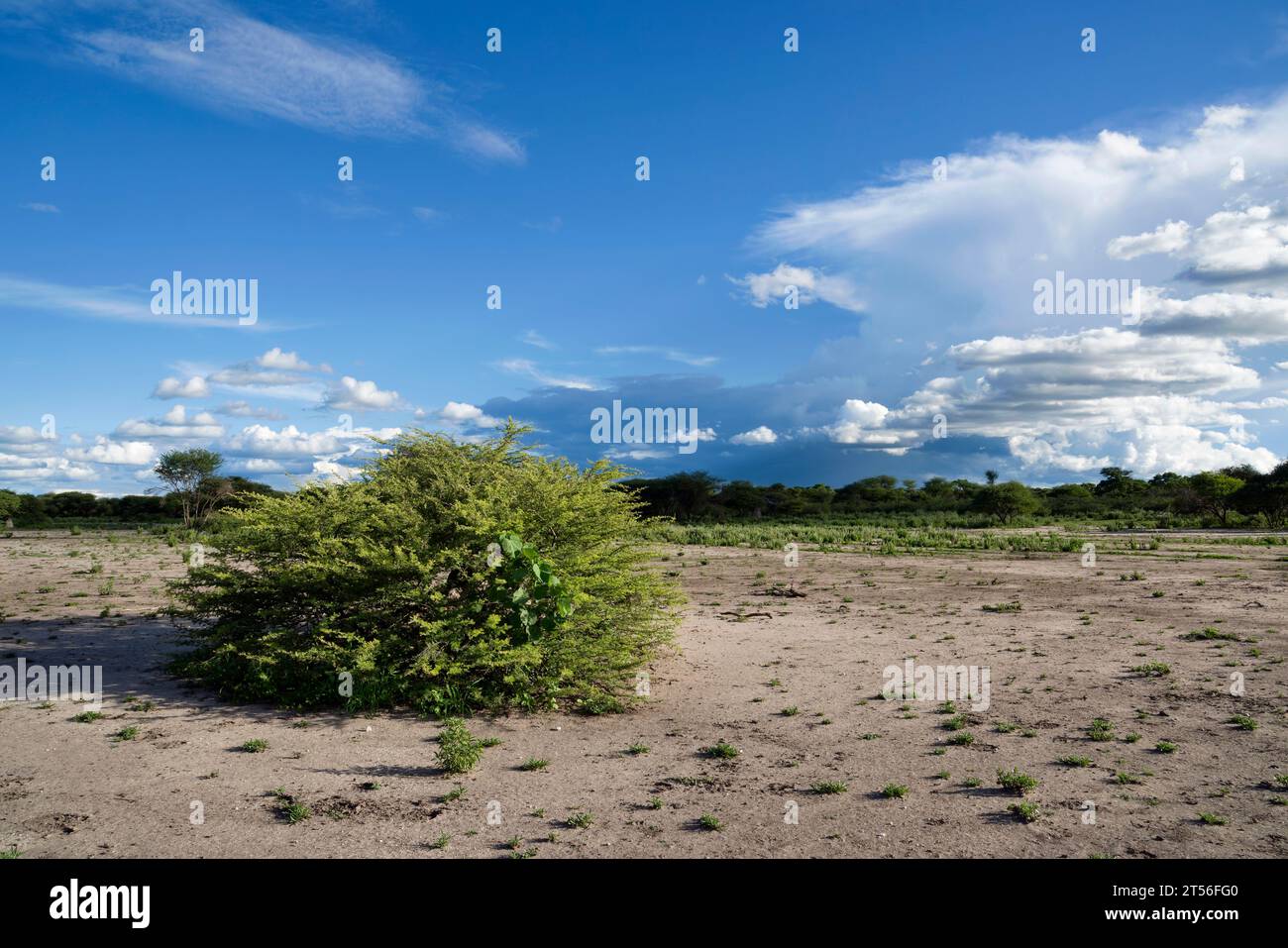 Tree and bush savanna in the northern Kalahari, Wildacker guest farm ...