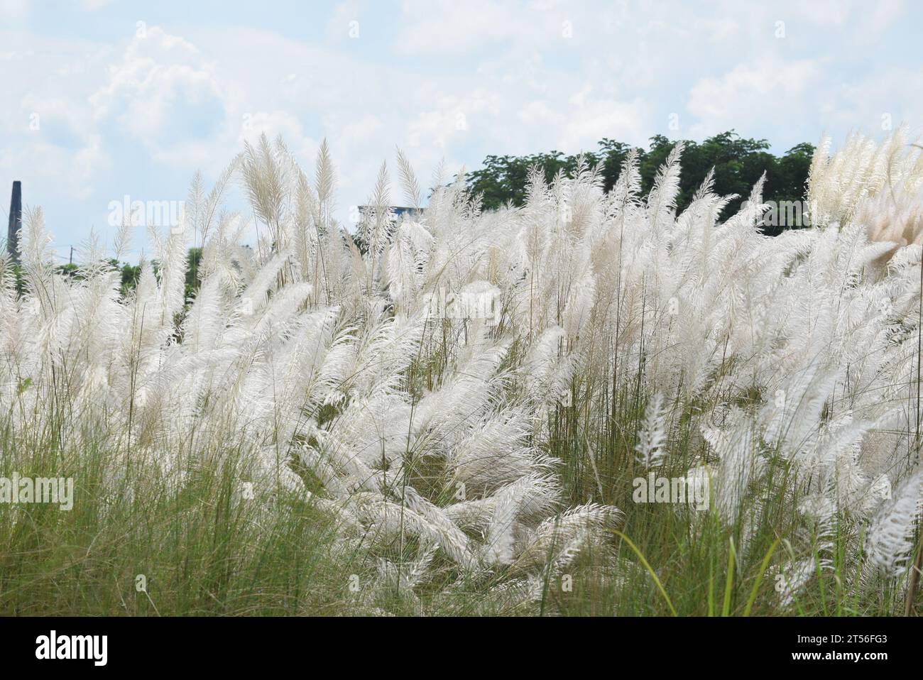 Saccharum spontaneum flower or Kashful Stock Photo - Alamy