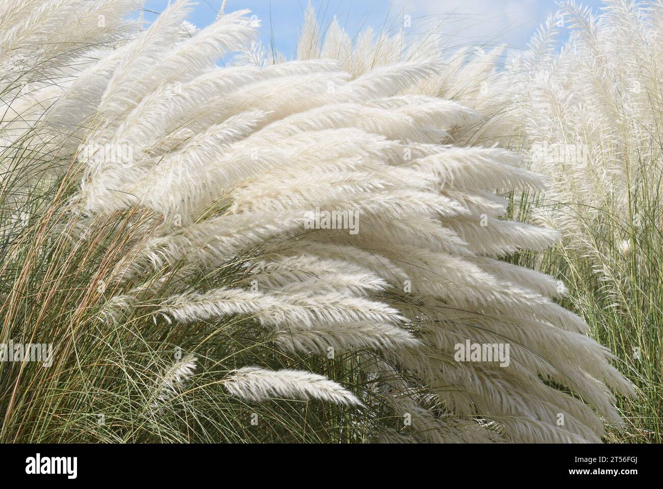 Saccharum spontaneum flower or Kashful Stock Photo - Alamy
