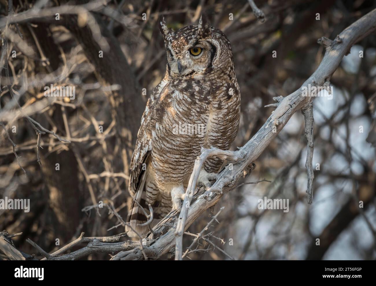 Spotted eagle-owl (Bubo africanus), sitting in a bush, Etosha National ...