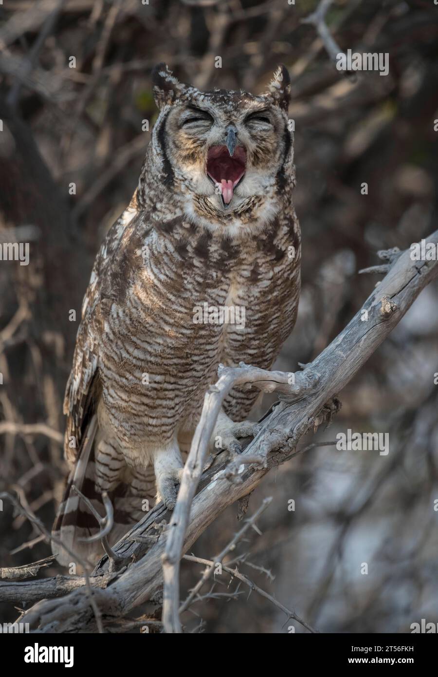 Spotted eagle-owl (Bubo africanus), sitting in a bush and yawning ...