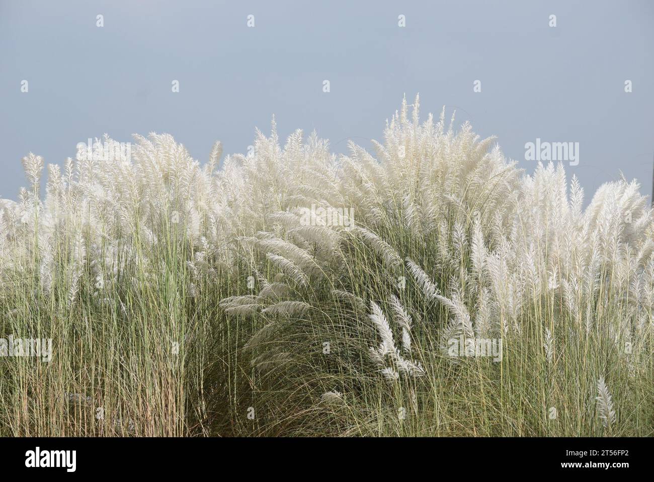 Saccharum spontaneum flower or Kashful Stock Photo - Alamy