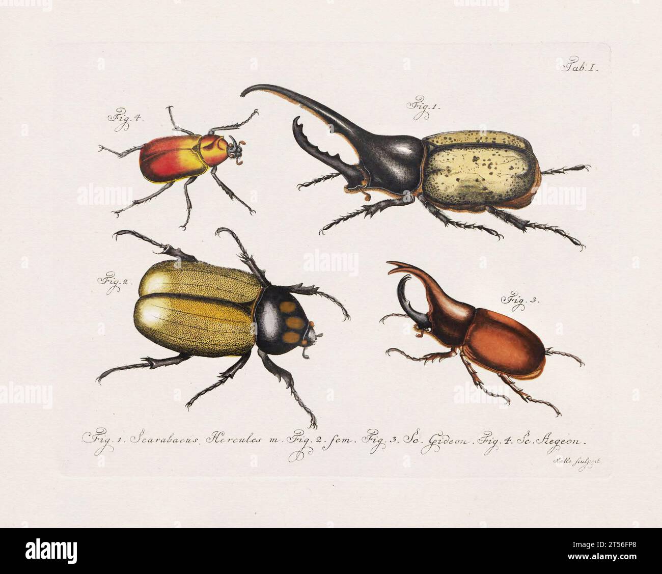 Antique scientific Beetle illustration from around 1800, notable for ...