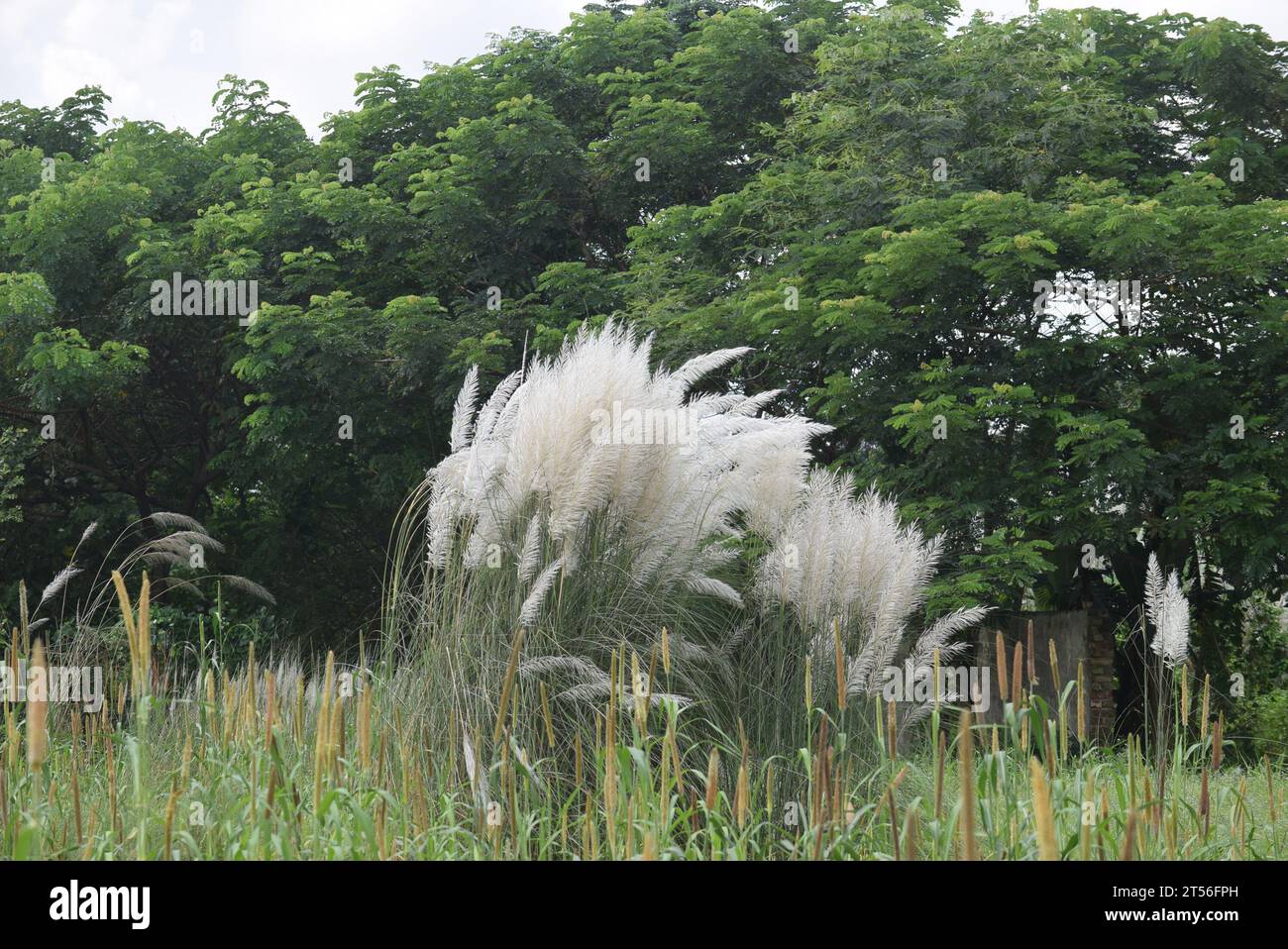 Saccharum spontaneum flower or Kashful Stock Photo - Alamy