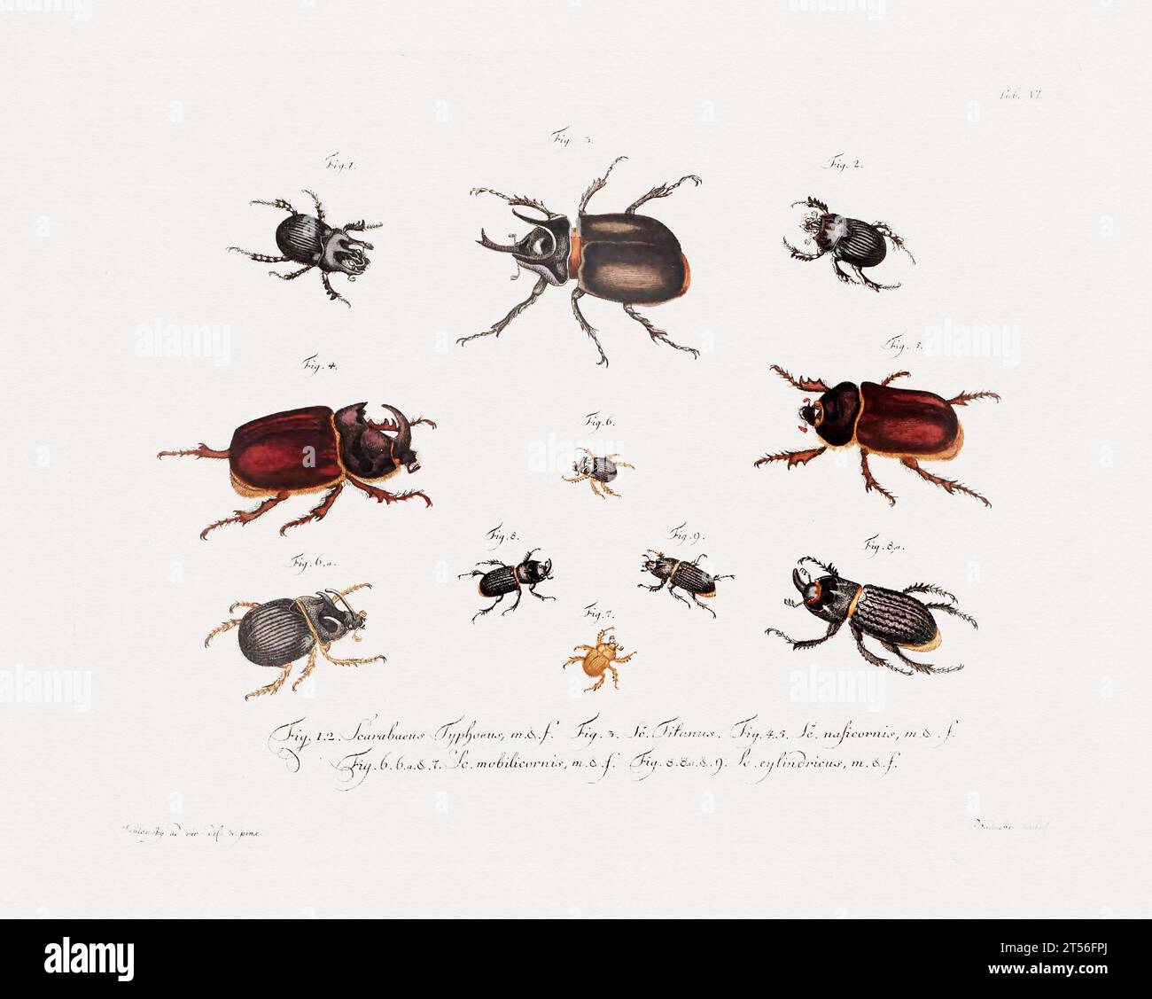 Antique scientific Beetle illustration from around 1800, notable for ...