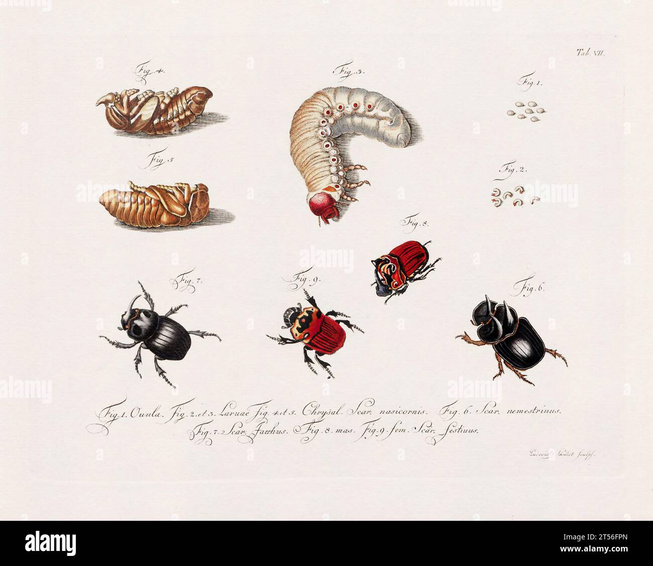 Antique scientific Beetle illustration from around 1800, notable for ...