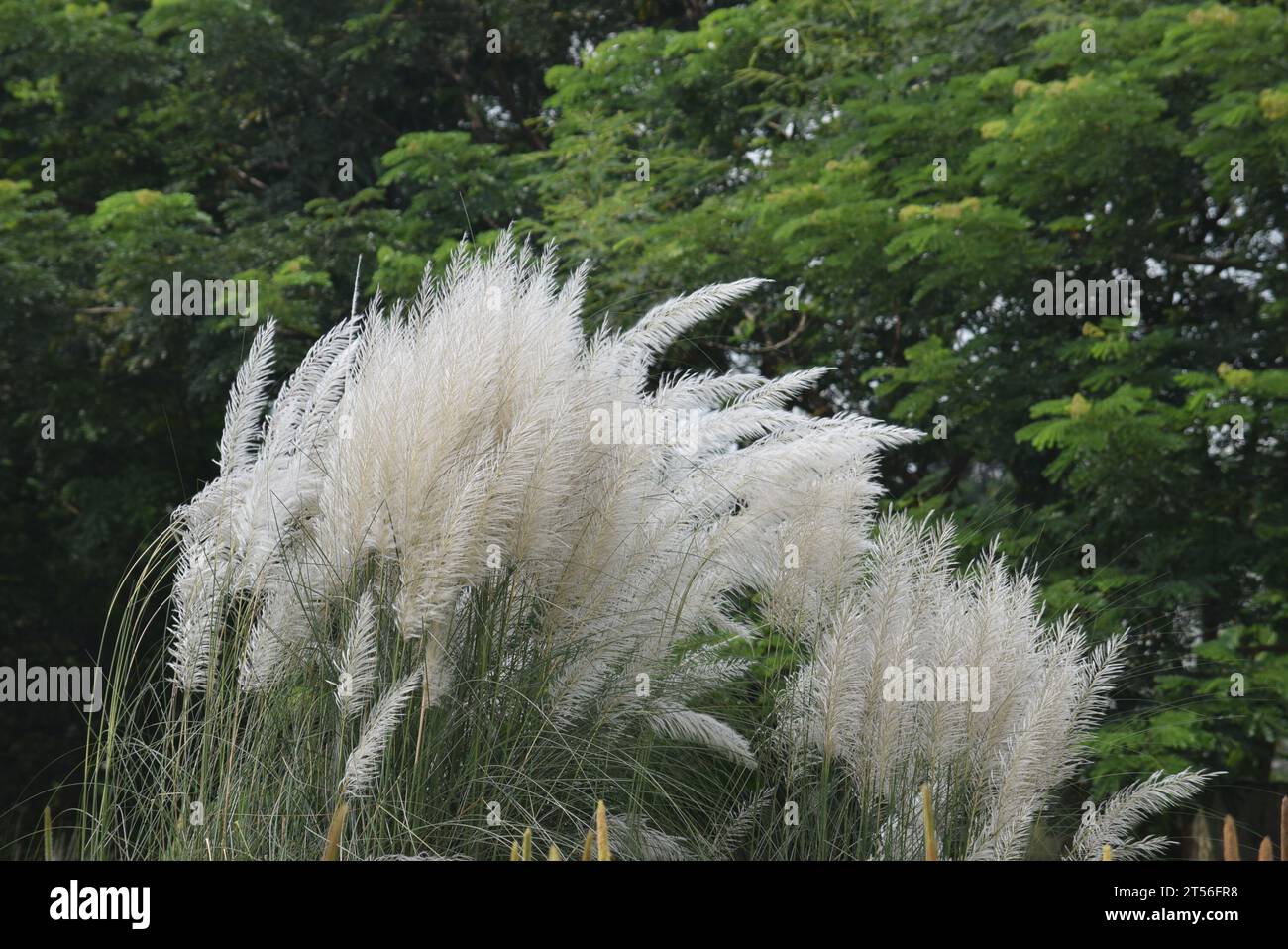 Saccharum spontaneum flower or Kashful Stock Photo - Alamy