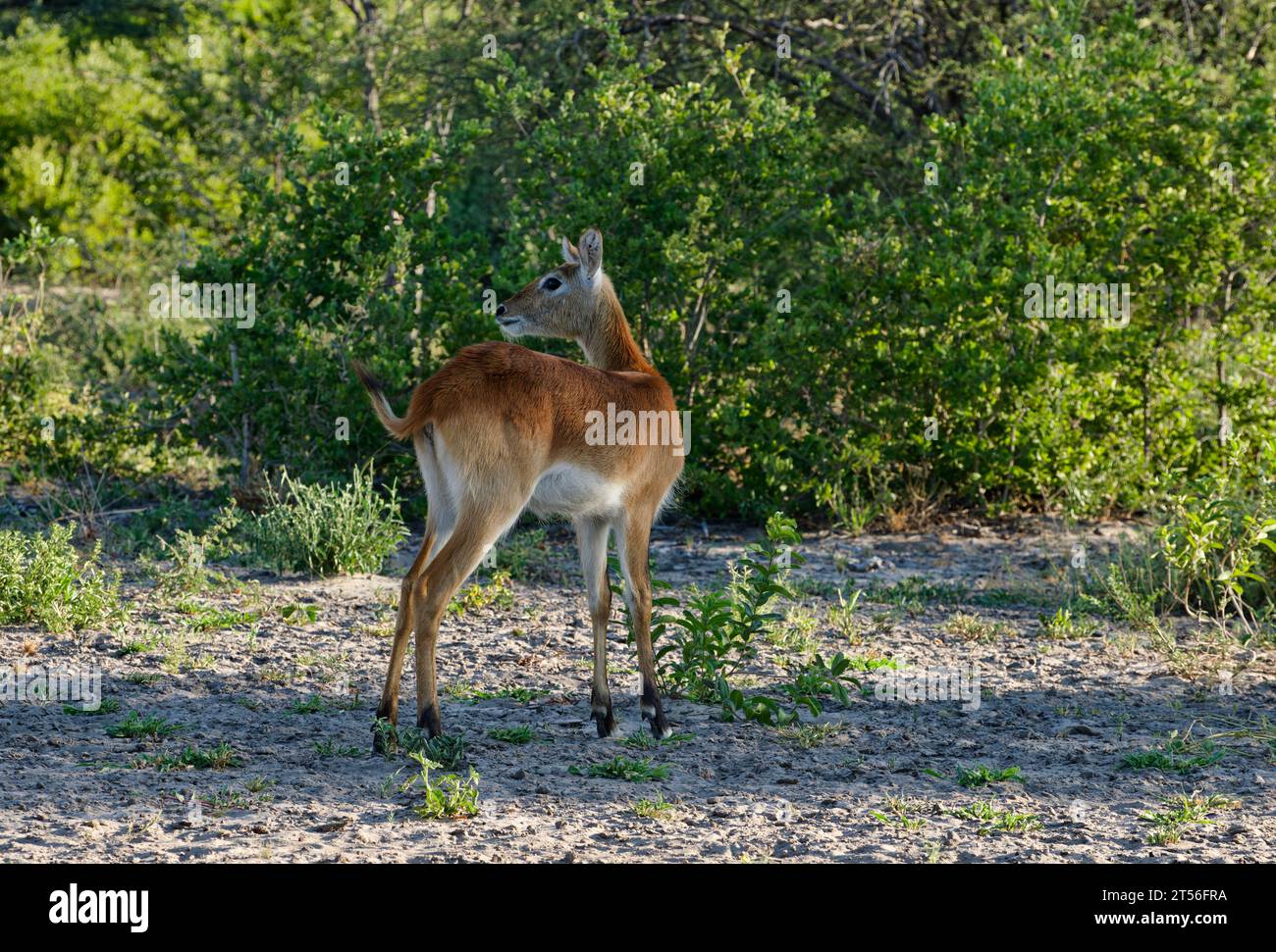 Female lechwe (Kobus leche) in the northern Kalahari, Wildacker guest ...