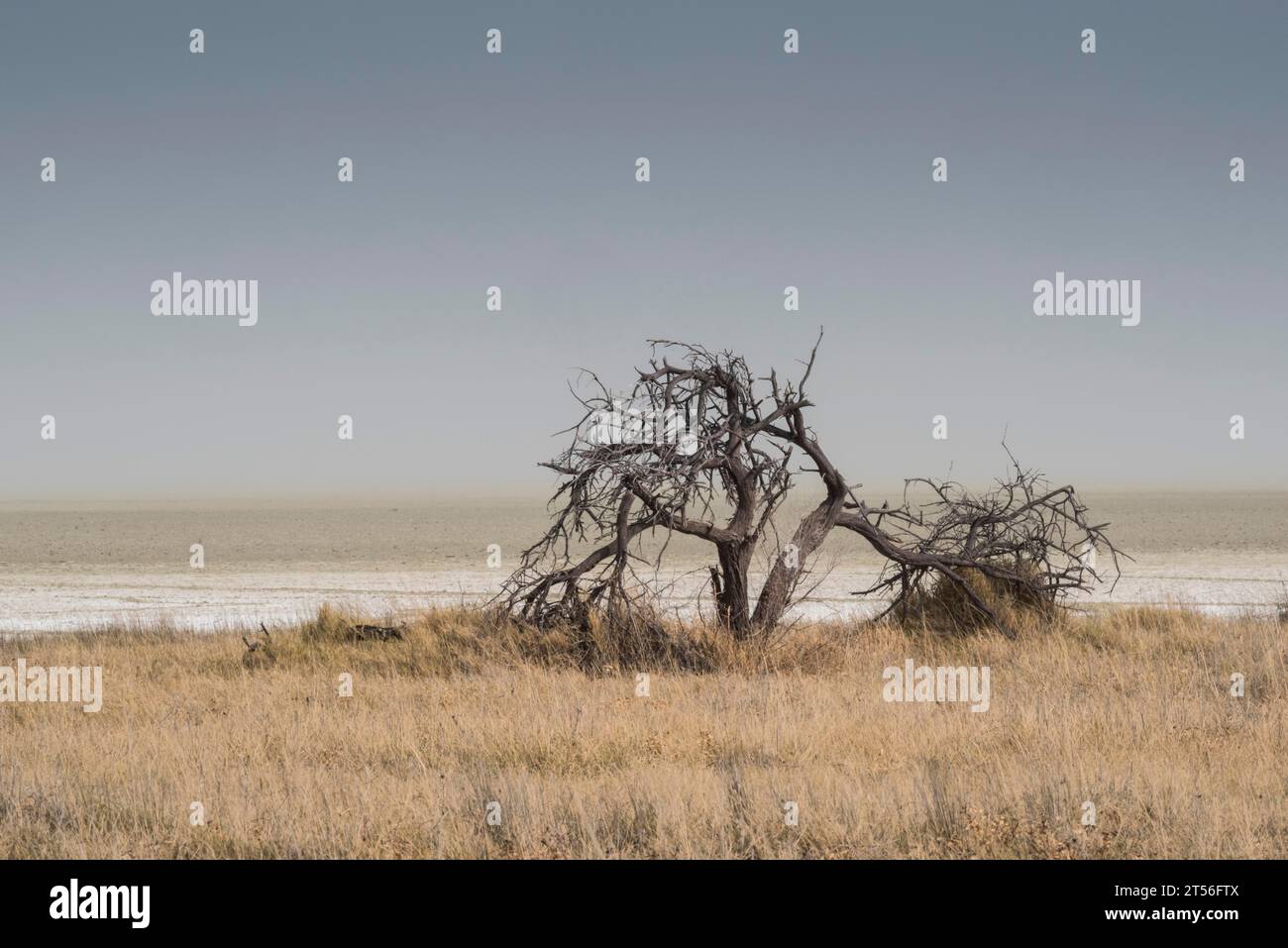 Landscape on the edge of the Etosha Pan, Namibia Stock Photo - Alamy