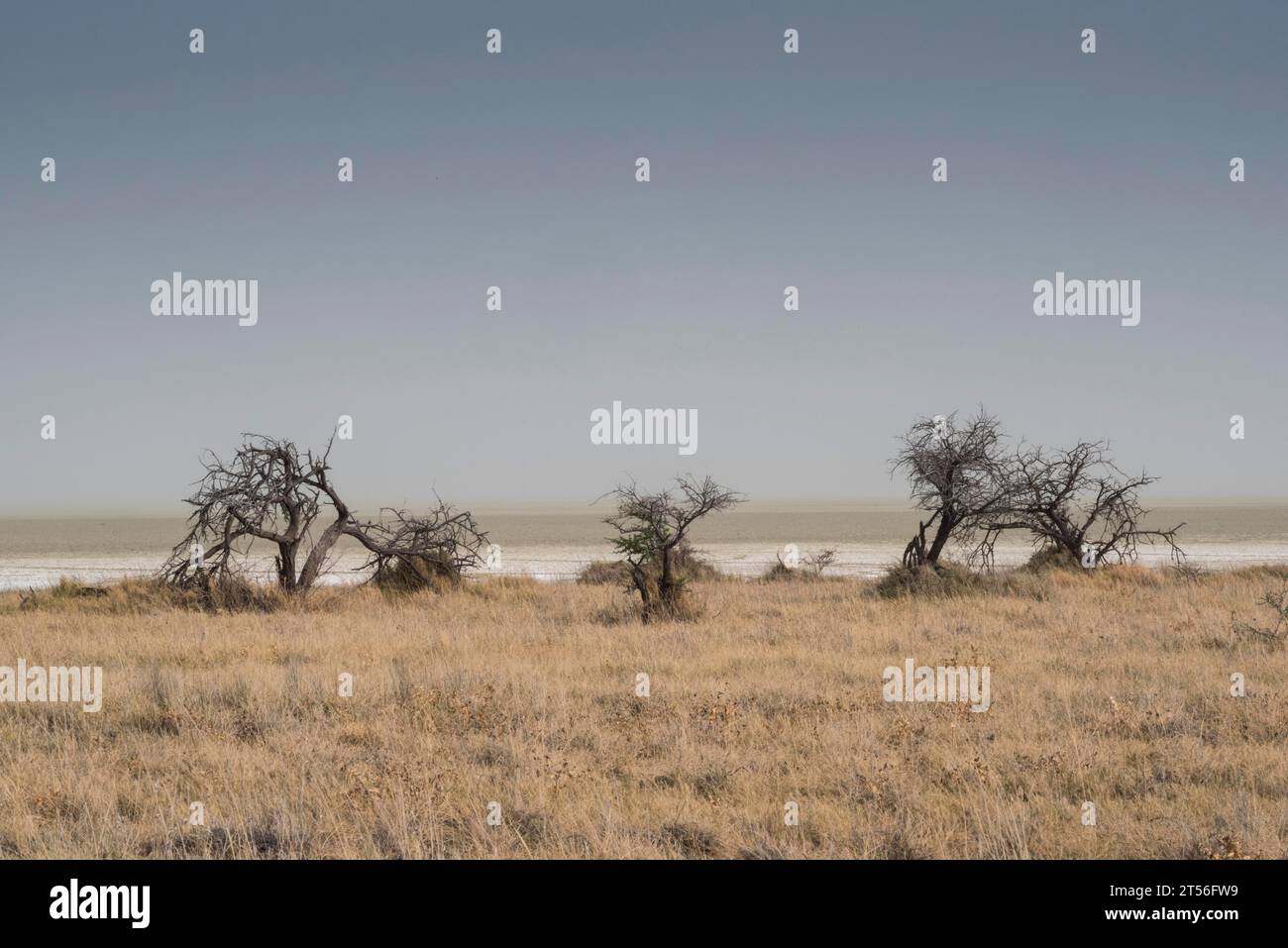 Landscape on the edge of the Etosha Pan, Namibia Stock Photo - Alamy