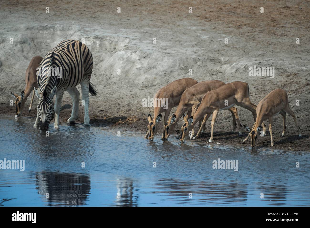 Zebra and impala hi-res stock photography and images - Alamy
