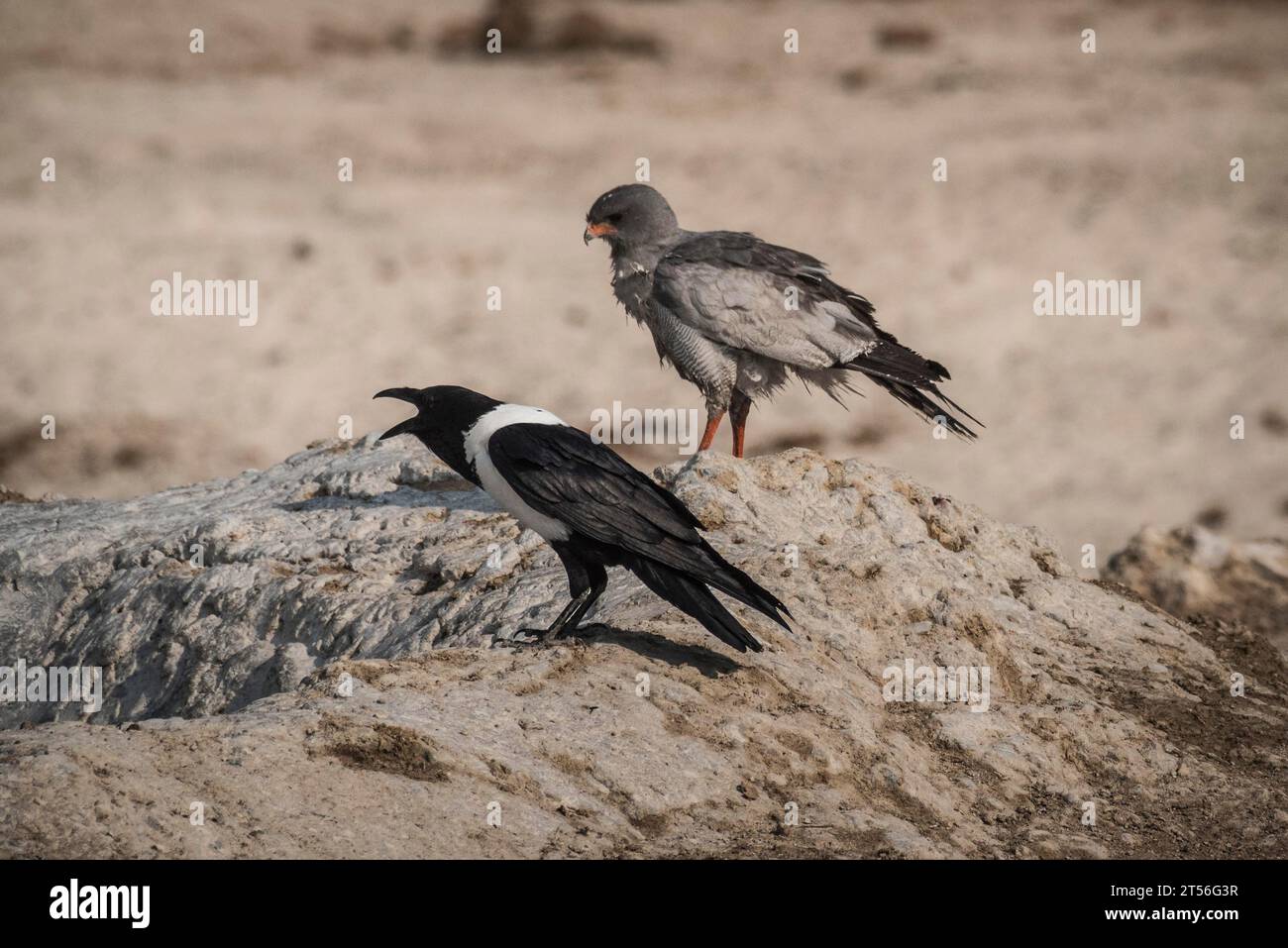 Pale grey-winged goshawk or white-rumped song goshawk (Melierax canorus ...