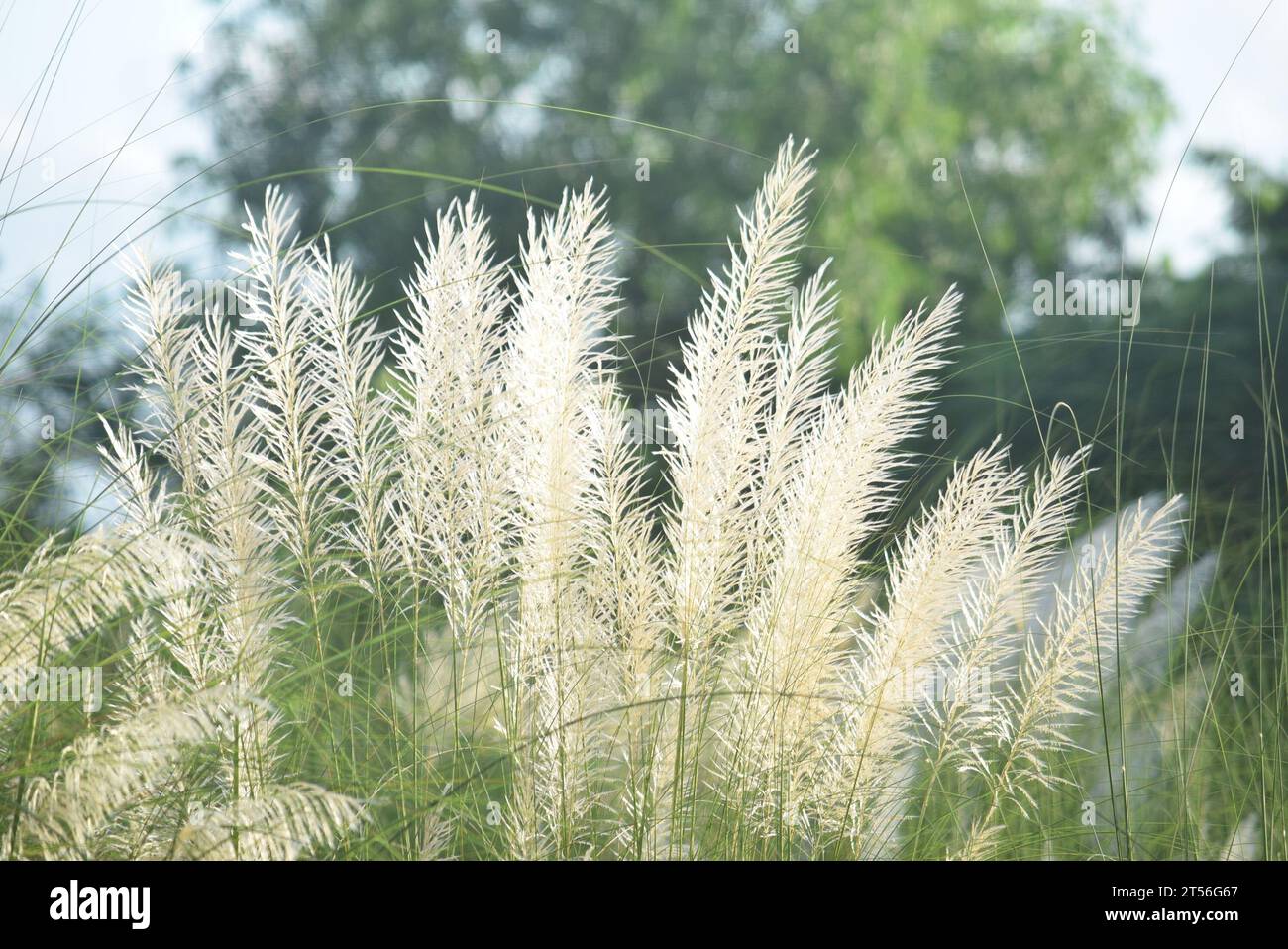 Saccharum spontaneum flower or Kashful Stock Photo - Alamy