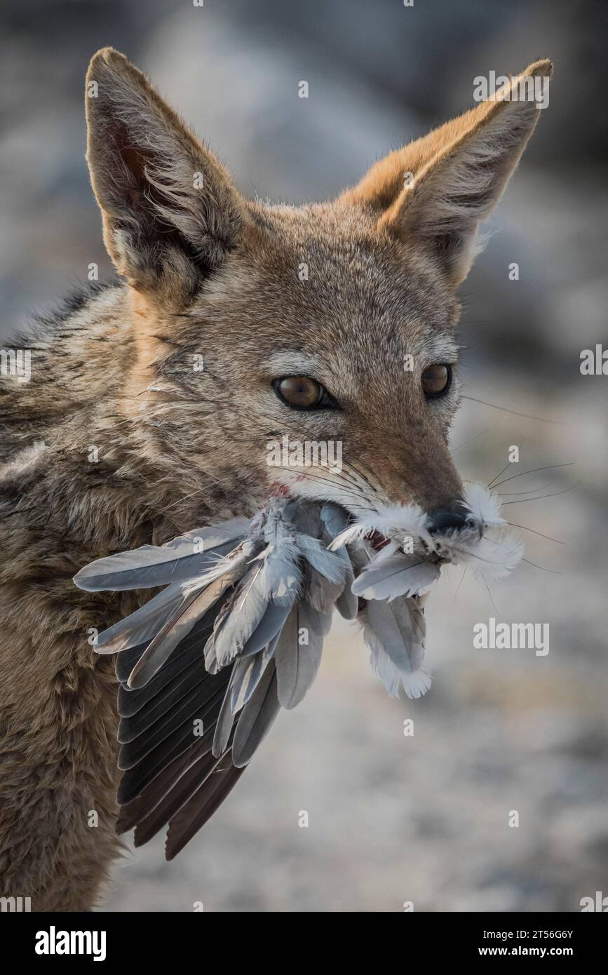 Black-backed jackal (Canis mesomelas) eats a ring-necked dove ...