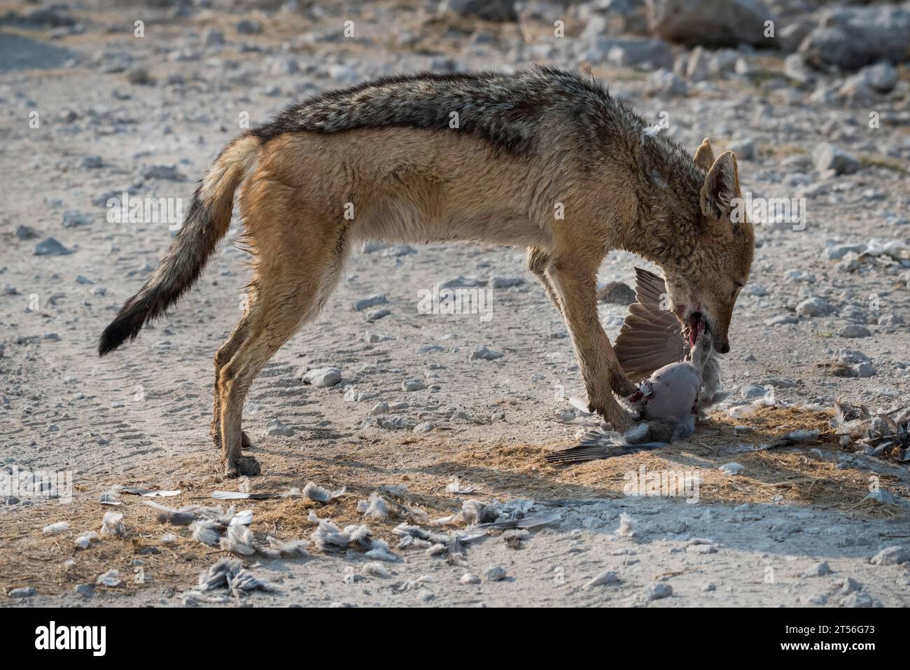 Black-backed jackal (Canis mesomelas) eats a ring-necked dove ...