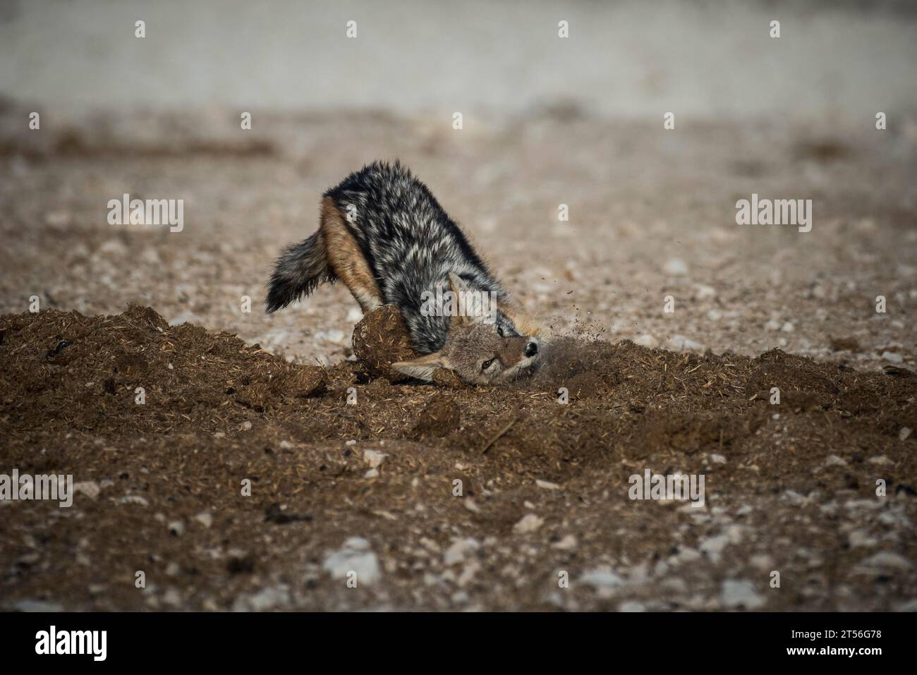 Black-backed jackal (Canis mesomelas) rolling in elephant dung, Etosha ...