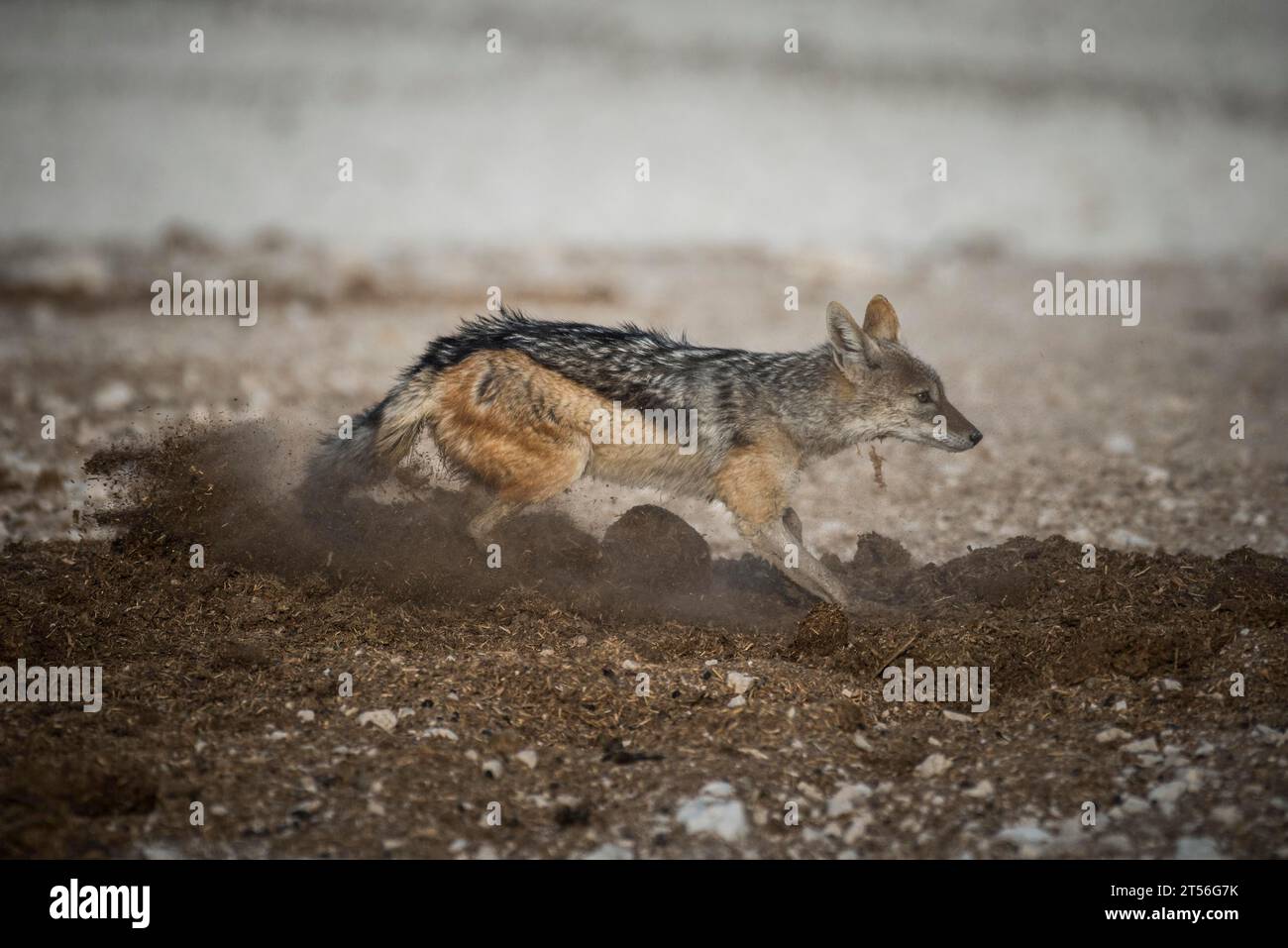 Black-backed jackal (Canis mesomelas) digging in elephant dung, Etosha ...