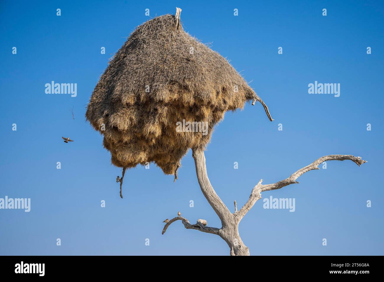 Community nest of settling weavers (Philetairus socius) on a tree ...