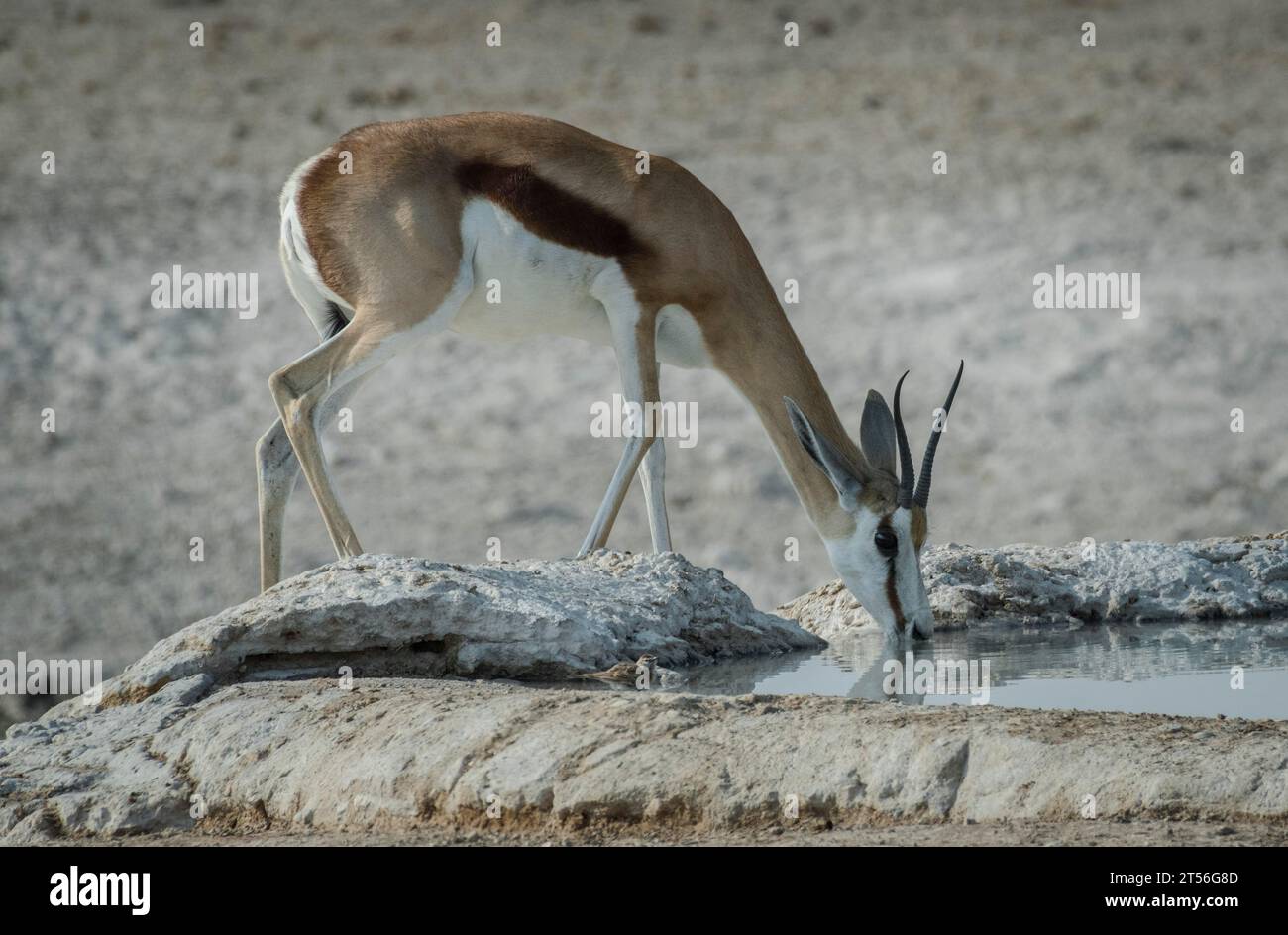 Springbok (Antidorcas marsupialis) at a waterhole, female, Etosha ...