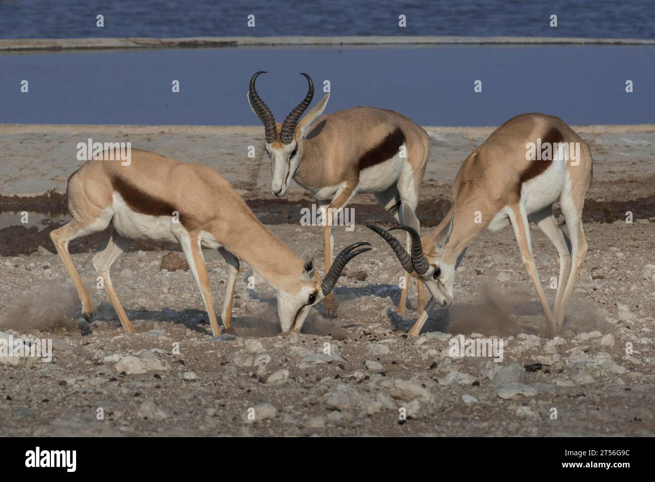 Springboks (Antidorcas marsupialis) fighting at a waterhole, male ...