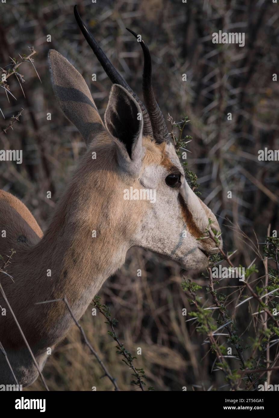 A springbok (Antidorcas marsupialis) feeding on a shrub, female, Etosha ...