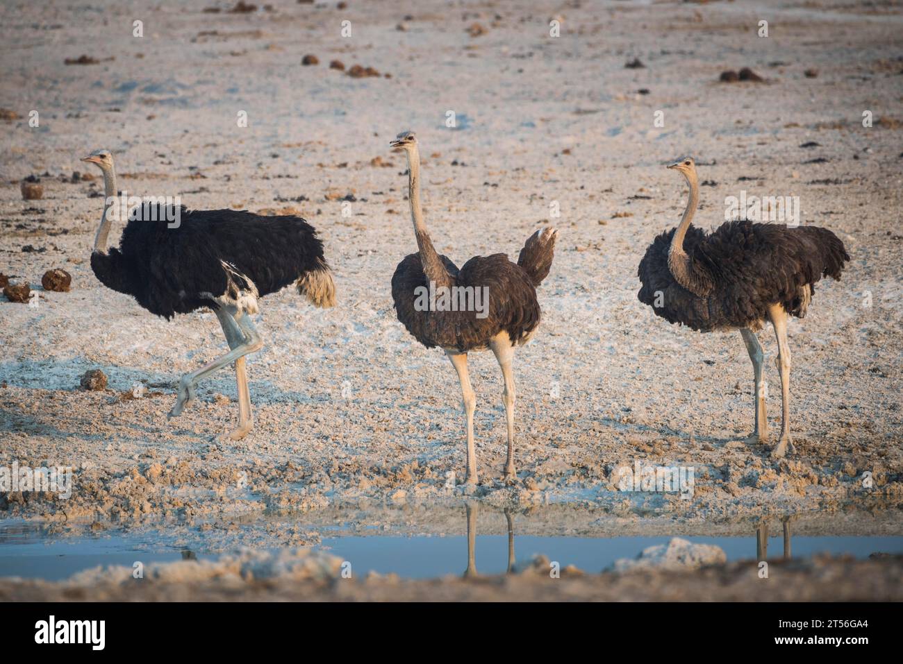 Common ostrich (Struthio camelus), three animals at the waterhole ...