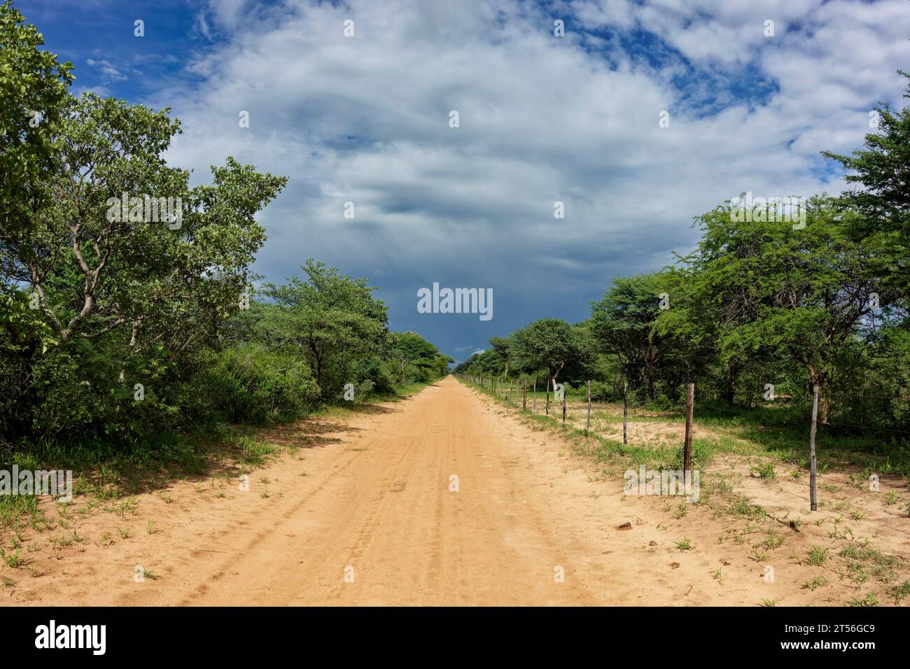 Sand track in the northern Kalahari, rainy season, Wildacker guest farm ...