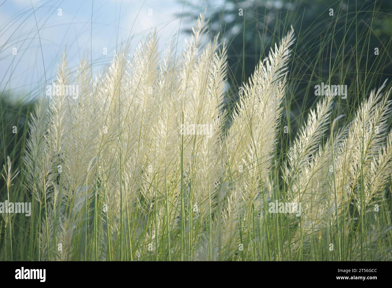 Saccharum spontaneum flower or Kashful Stock Photo - Alamy