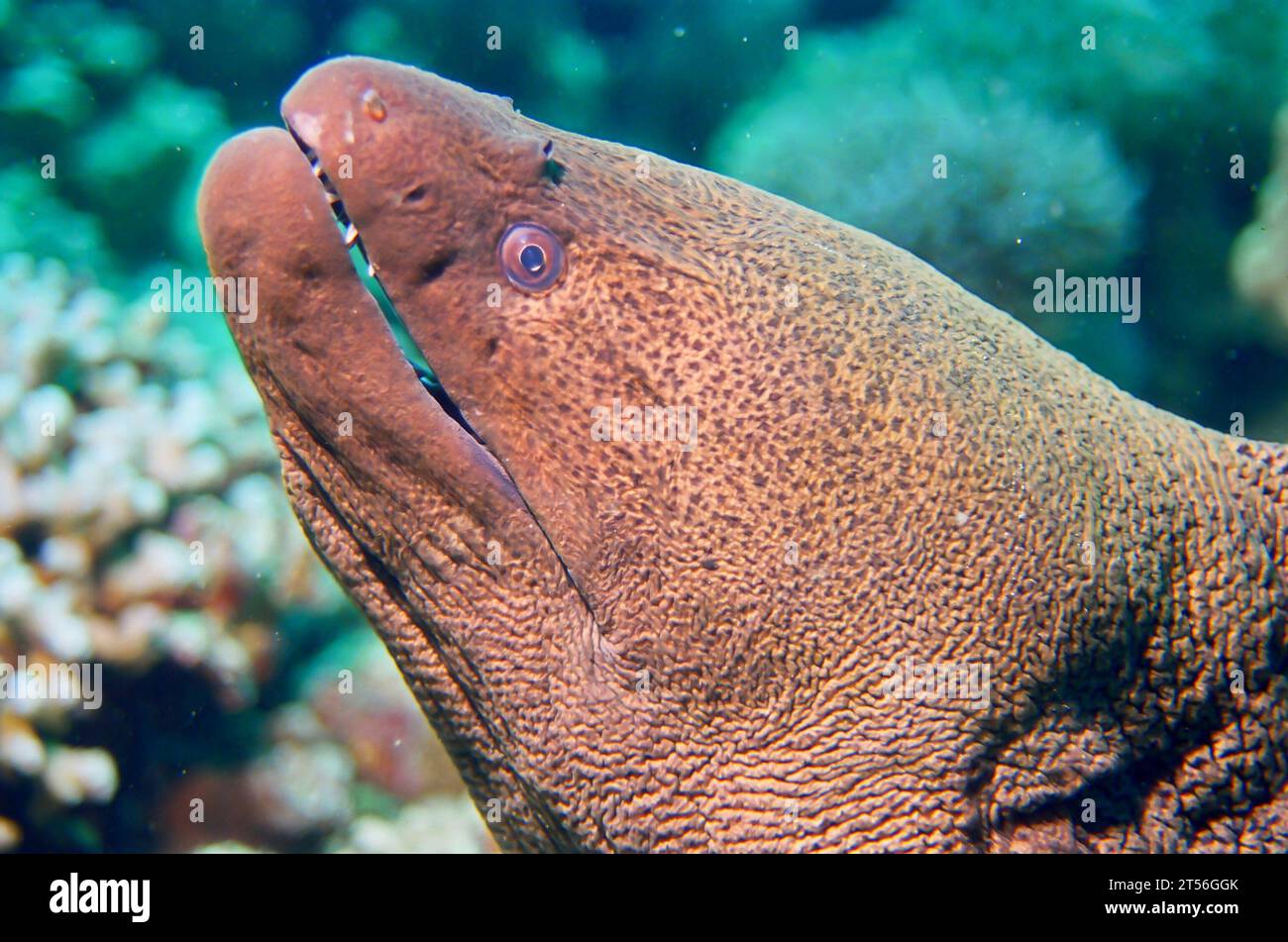 Giant Moray Eel, Underwater, Red Sea, Egypt Stock Photo - Alamy