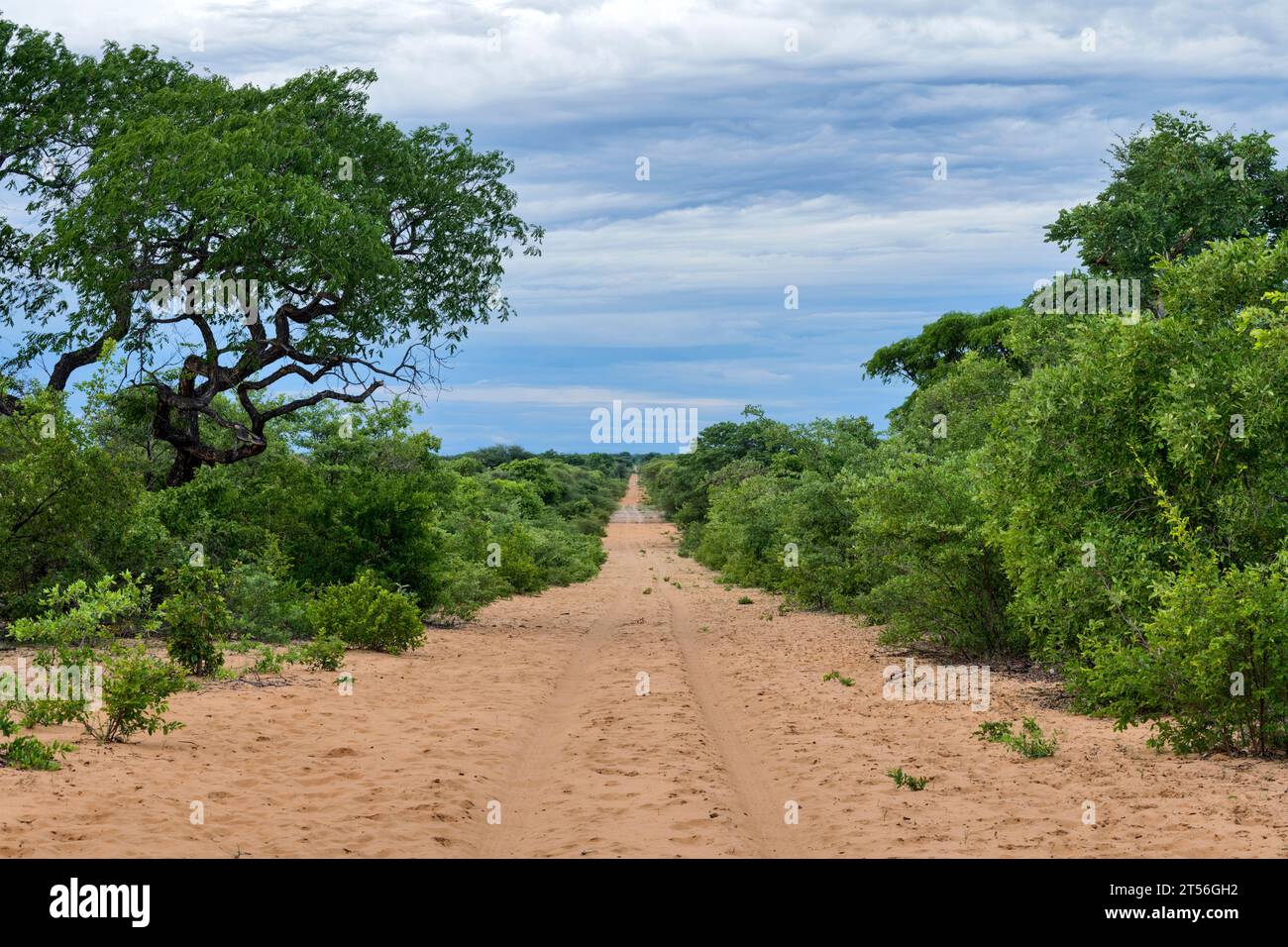 Sand track in the northern Kalahari, rainy season, Wildacker guest farm ...