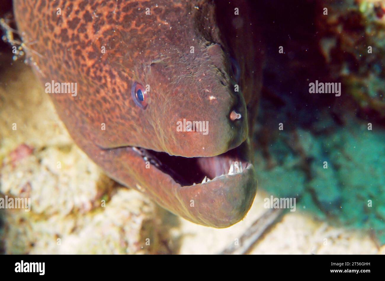 Giant Moray Eel, Underwater, Red Sea, Egypt Stock Photo - Alamy