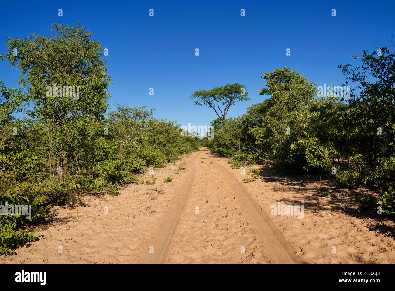 Sand track in the northern Kalahari, rainy season, Wildacker hunting ...