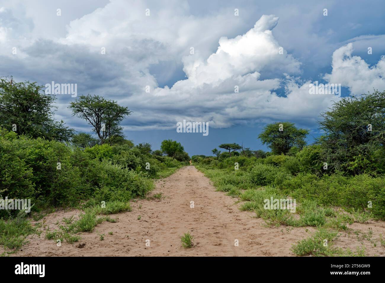 Sand track in the northern Kalahari, rainy season, Wildacker guest farm ...