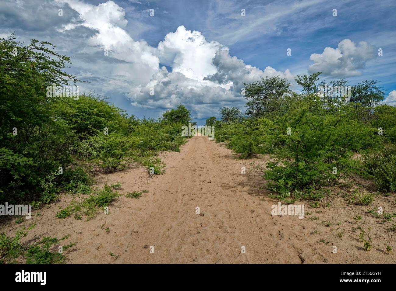 Sand track in the northern Kalahari, rainy season, Wildacker guest farm ...