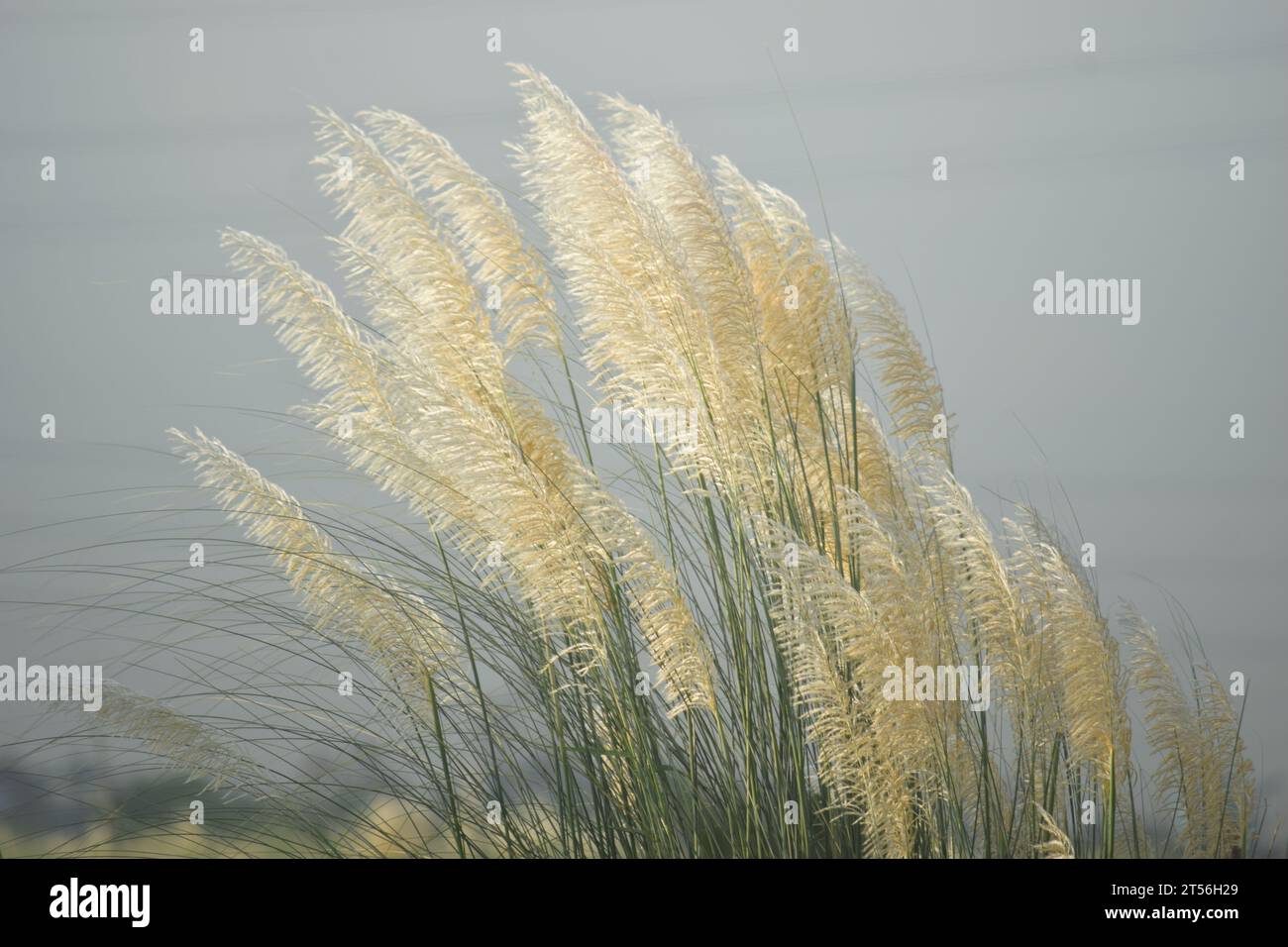 Saccharum spontaneum flower or Kashful Stock Photo - Alamy