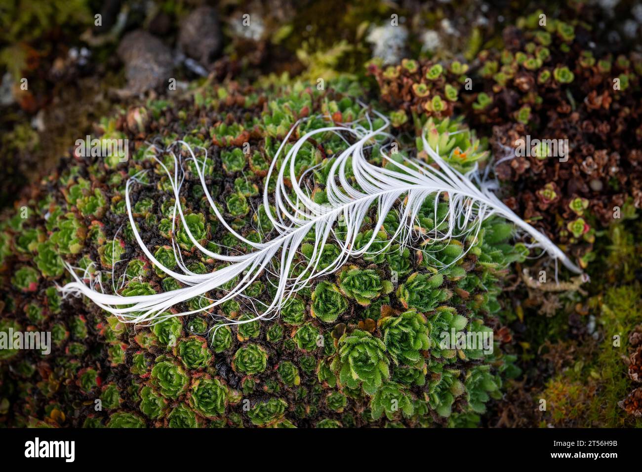 Wet Feather, Down Islands, Dunoyane Archipelago, Spitsbergen, Svalbard ...