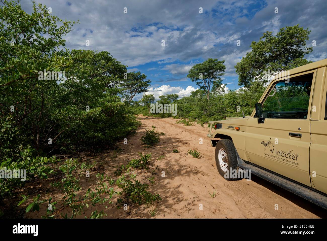 Four-wheel drive car on sandy track in the northern Kalahari, Wildacker ...
