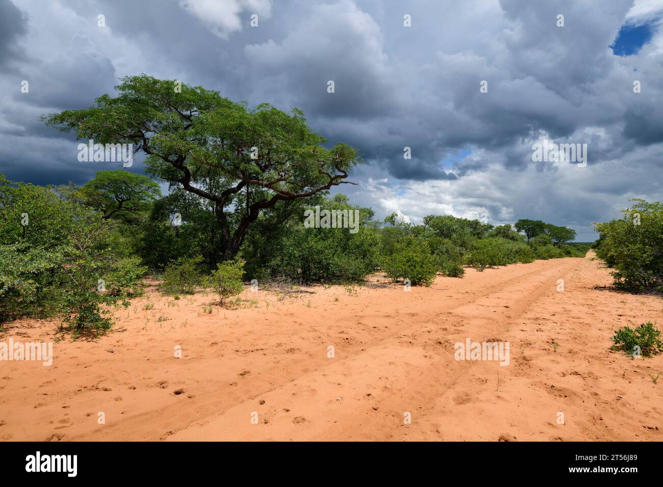 Sand track in the northern Kalahari, rainy season, Wildacker guest farm ...